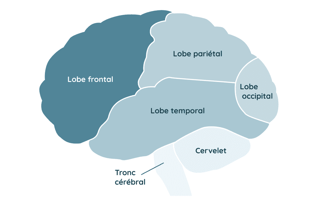 Démence fronto-temporale : espérance de vie, symptômes, traitements...