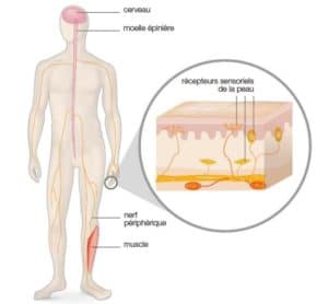 Maladie de Charcot Marie Tooth : définitions, origines, symptômes, diagnostic et traitements